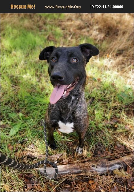 ADOPT 22112100060 ~ Belgian Malinois Rescue ~ Grants Pass, OR