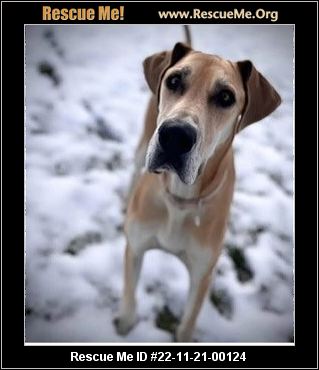 - Colorado Great Dane Rescue - ADOPTIONS - Rescue Me!