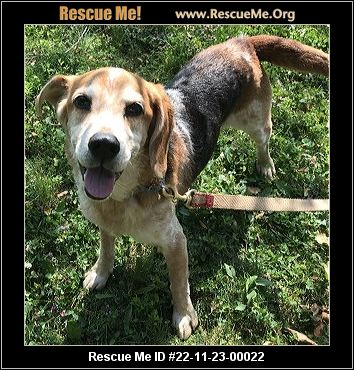 - Pennsylvania Beagle Rescue - ADOPTIONS - Rescue Me!