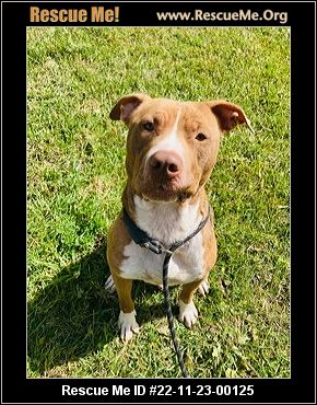 - Colorado Pit Bull Rescue - ADOPTIONS - Rescue Me!