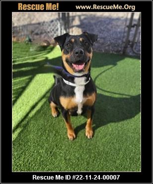 - Nevada Dog Rescue - ADOPTIONS - Rescue Me!