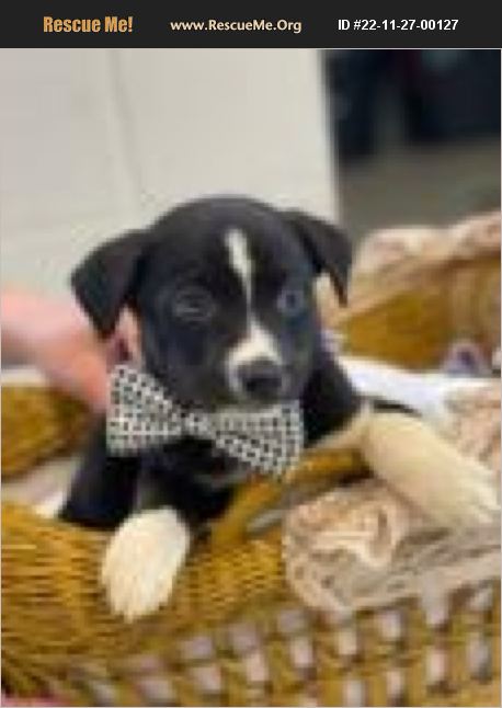 ADOPT 22112700127 ~ Border Collie Rescue ~ Dalton, GA