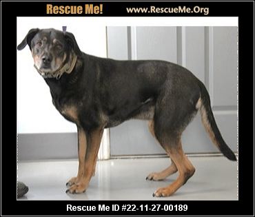 - West Virginia Dog Rescue - ADOPTIONS - Rescue Me!