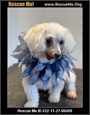 - Florida Maltese Rescue - ADOPTIONS - Rescue Me!