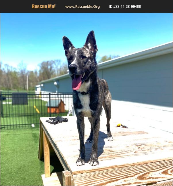 ADOPT 22112800488 ~ Dutch Shepherd Rescue ~ Stirling, NJ