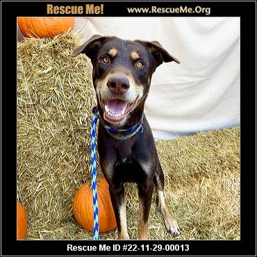 - California Doberman Pinscher Rescue - ADOPTIONS - Rescue Me!