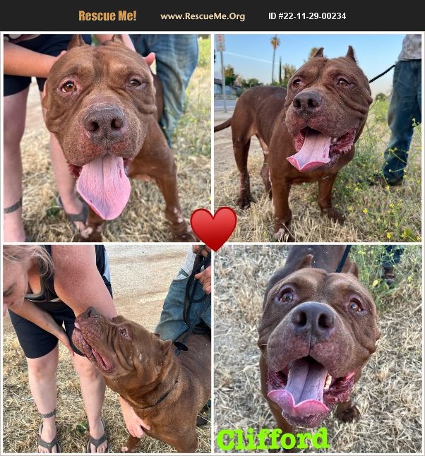 ADOPT 22112900234 ~ Mastiff Rescue ~ Portland, OR