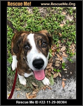 - Florida Boxer Rescue - ADOPTIONS - Rescue Me!