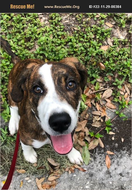 ADOPT 22112900384 ~ Catahoula Rescue ~ Kissimmee, FL