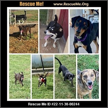 - West Virginia Dog Rescue - ADOPTIONS - Rescue Me!