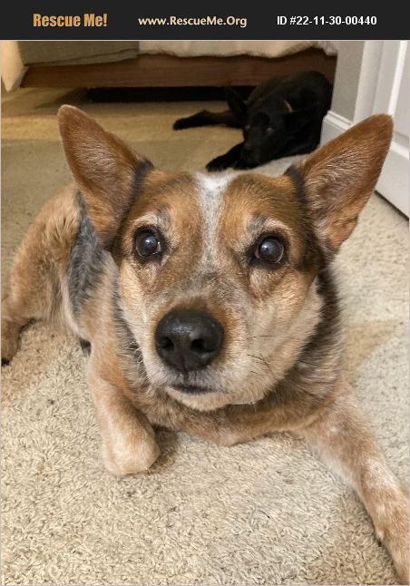 ADOPT 22113000440 ~ Australian Cattle Dog Rescue ~ Denver, CO