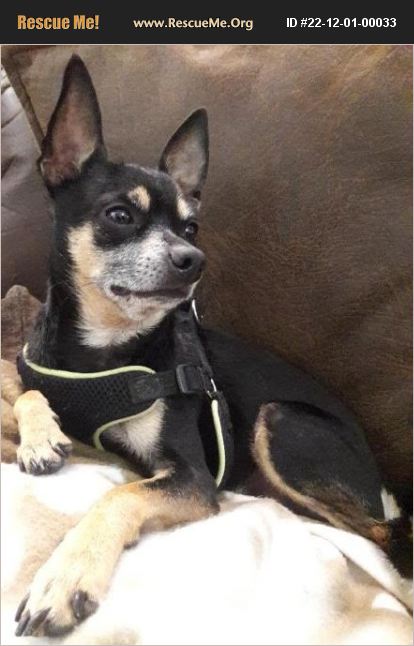 ADOPT 22120100033 ~ Chihuahua Rescue ~ Portland/Yoncalla, OR