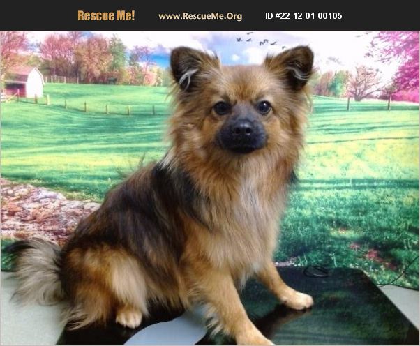 ADOPT 22120100105 ~ Pomeranian Rescue ~ Moreno Valley, CA
