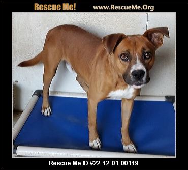 - Arizona Boxer Rescue - ADOPTIONS - Rescue Me!