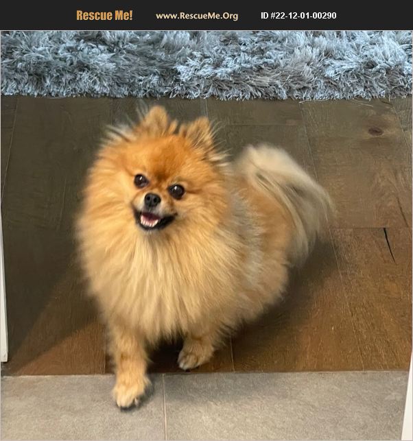 ADOPT 22120100290 ~ Pomeranian Rescue ~ Woodland Hills, CA