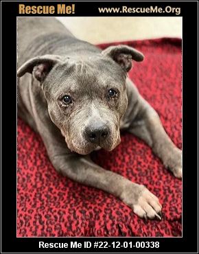 - Texas Pit Bull Rescue - ADOPTIONS - Rescue Me!