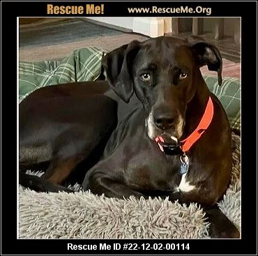 - Colorado Great Dane Rescue - ADOPTIONS - Rescue Me!