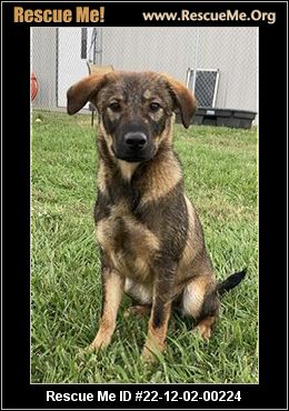 - Texas German Shepherd Rescue - ADOPTIONS - Rescue Me!