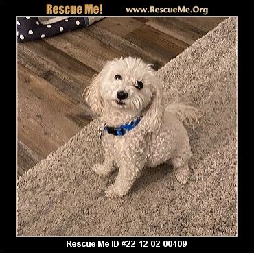 - California Poodle Rescue - ADOPTIONS - Rescue Me!