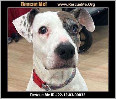 - Florida Jack Russell Rescue - ADOPTIONS - Rescue Me!