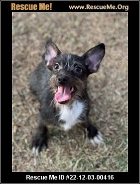 - Arizona Scottish Terrier Rescue - ADOPTIONS - Rescue Me!