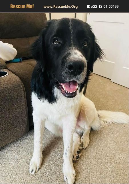 ADOPT 22120400199 ~ Newfoundland Rescue ~ New York