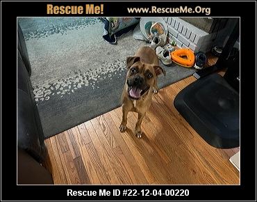 - Florida Boxer Rescue - ADOPTIONS - Rescue Me!