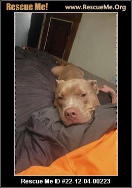 - Indiana Pit Bull Rescue - ADOPTIONS - Rescue Me!
