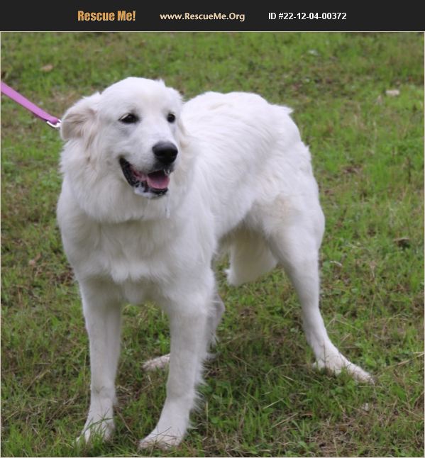 ADOPT 22120400372 ~ Great Pyrenees Rescue ~ Pipe Creek, TX