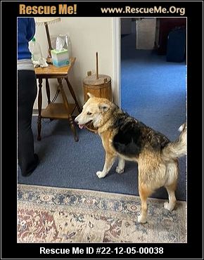 - Virginia Siberian Husky Rescue - ADOPTIONS - Rescue Me!