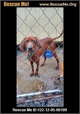 - Virginia Redbone Coonhound Rescue - ADOPTIONS - Rescue Me!