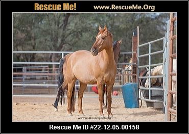- California Horse Rescue - ADOPTIONS - Rescue Me!