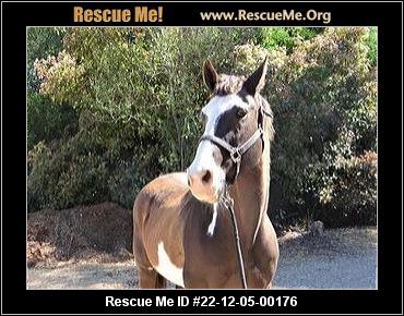 - California Horse Rescue - ADOPTIONS - Rescue Me!