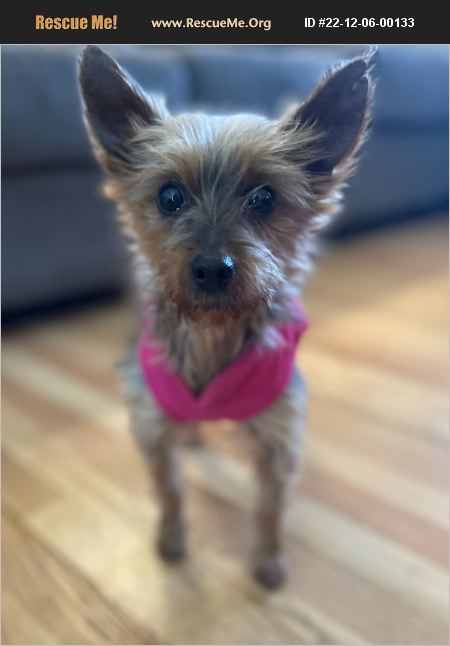 ADOPT 22120600133 ~ Yorkie Rescue ~ Parker, CO