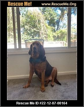 - West Virginia Dog Rescue - ADOPTIONS - Rescue Me!