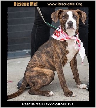 - Texas Boxer Rescue - ADOPTIONS - Rescue Me!