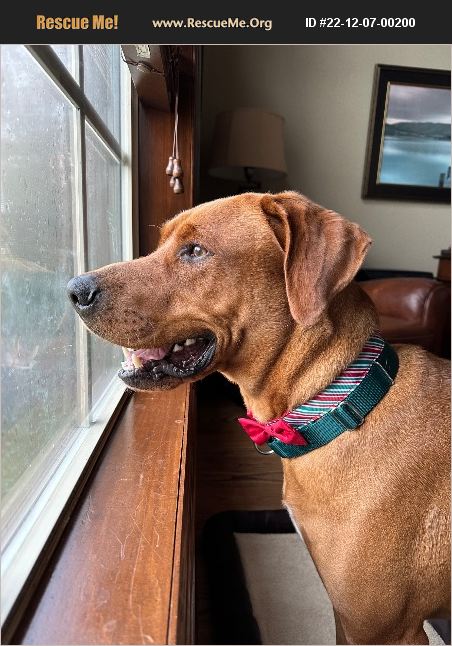 ADOPT 22120700200 ~ Vizsla Rescue ~ Houston, TX