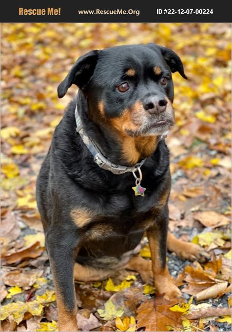 ADOPT 22120700224 ~ Rottweiler Rescue ~ Allentown, PA
