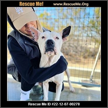 - California American Bulldog Rescue - ADOPTIONS - Rescue Me!
