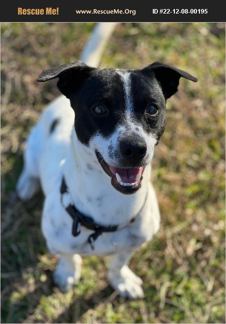 ADOPT 22120800195 ~ Rat Terrier Rescue ~ Gainesville, TX