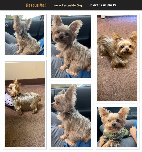 ADOPT 22120800213 ~ Yorkie Rescue ~ HESPERIA, CA