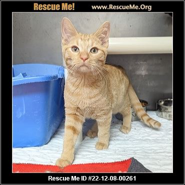 - Missouri Cat Rescue - ADOPTIONS - Rescue Me!