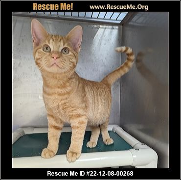 - Missouri Cat Rescue - ADOPTIONS - Rescue Me!