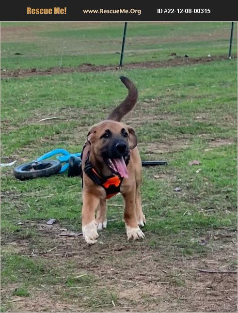 ADOPT 22120800315 ~ Rhodesian Ridgeback Rescue ~ Chatham, NJ