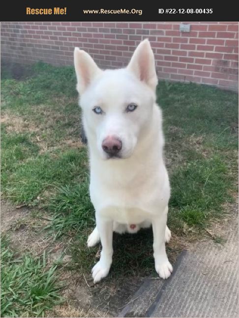 ADOPT 22120800435 ~ Siberian Husky Rescue ~ Orleans County, VT