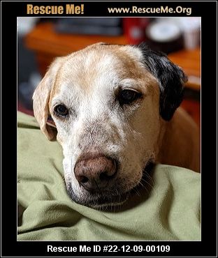 - Delaware Dog Rescue - ADOPTIONS - Rescue Me!