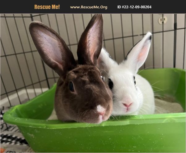 ADOPT 22120900204 ~ Rabbit Rescue ~ Springfield, VA
