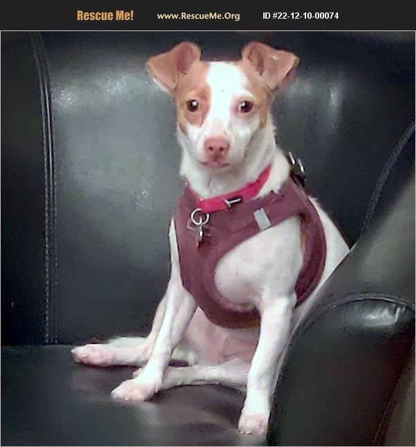 ADOPT 22121000074 ~ Rat Terrier Rescue ~ Laurel, MD