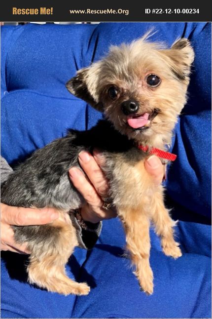 ADOPT 22121000234 ~ Yorkie Rescue ~ Encino, CA