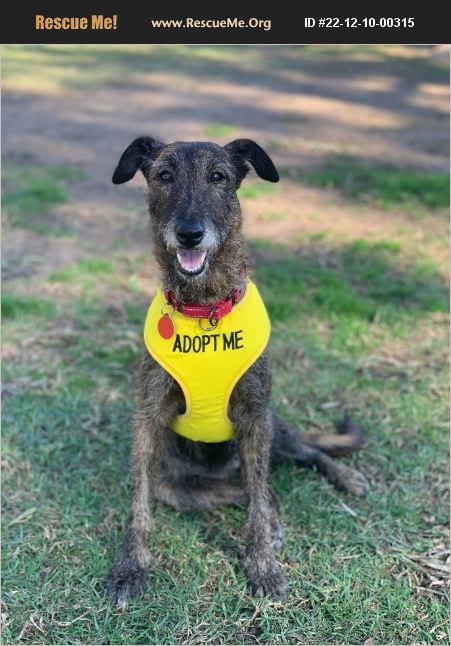 ADOPT 22121000315 ~ Airedale Rescue ~ Newport Beach, CA